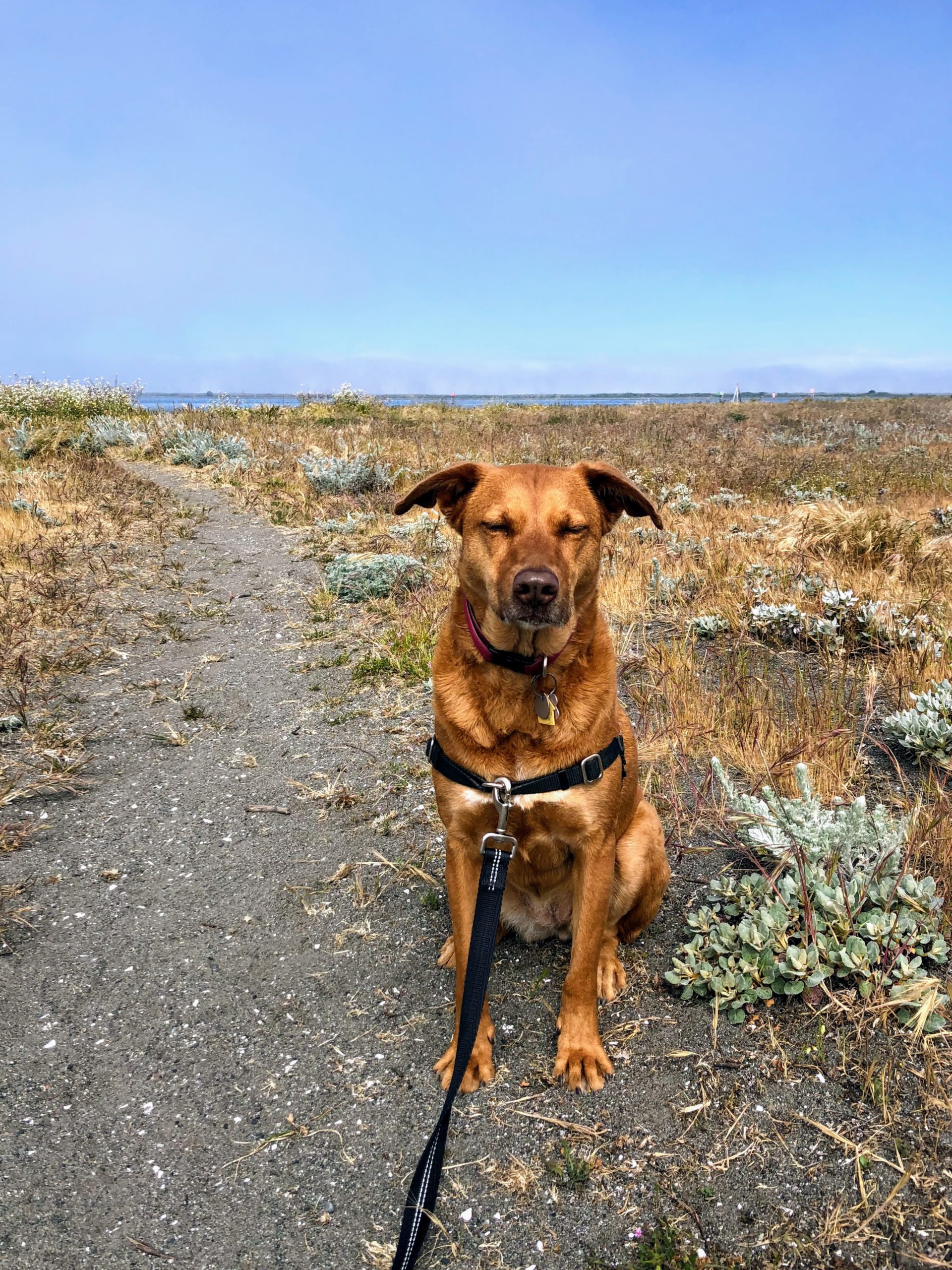 Dog-friendly Redwoods: How to bring your pup to Redwood National Park ...